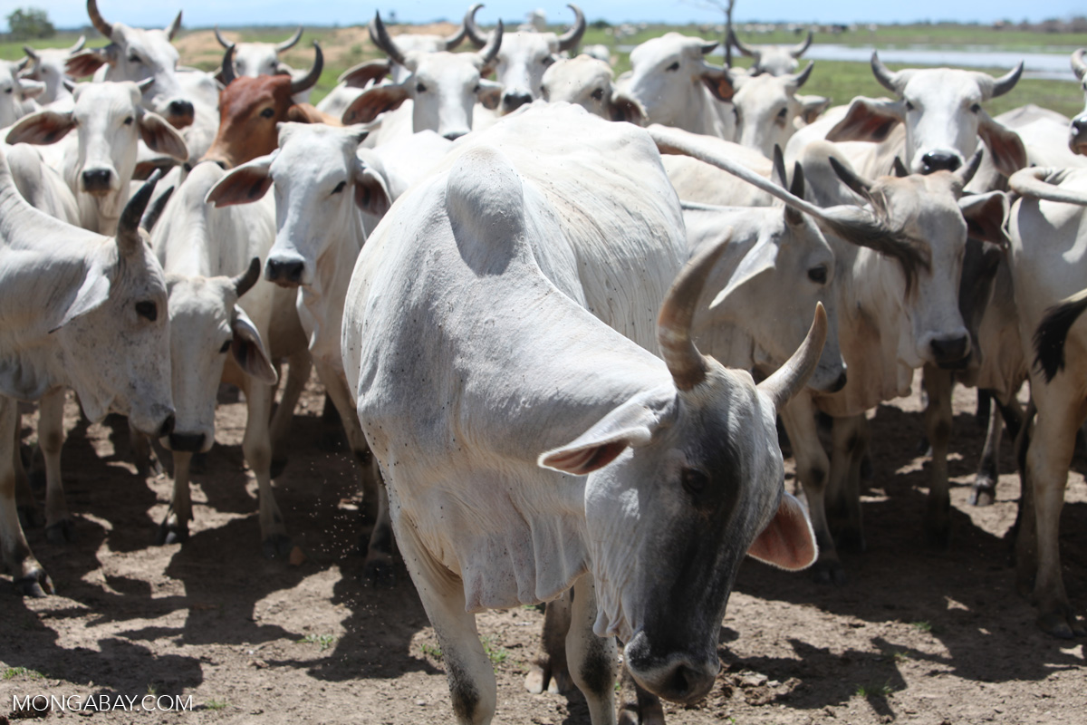 Cattle in Colombia [colombia_6313]