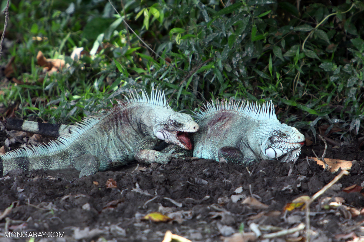 Male iguanas fighting [colombia_6332]