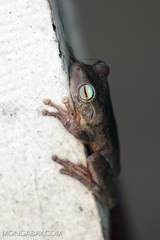 Hypsiboas pugnax Tree frog [colombia_6475]