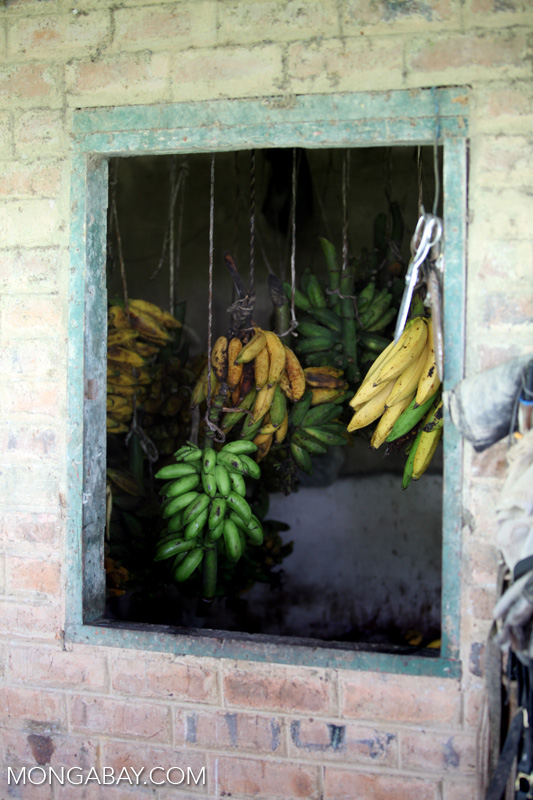Bananas in a ranch house