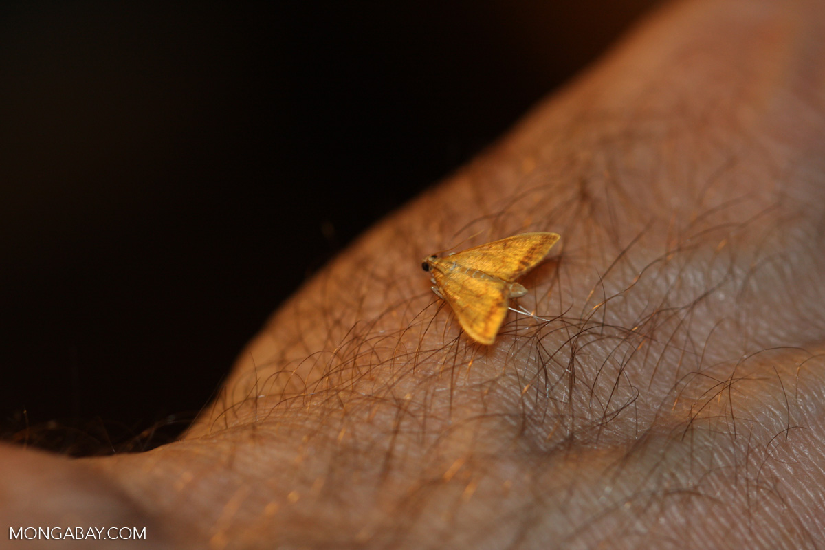 Tiny moth