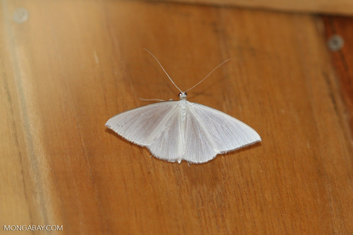 White moth
