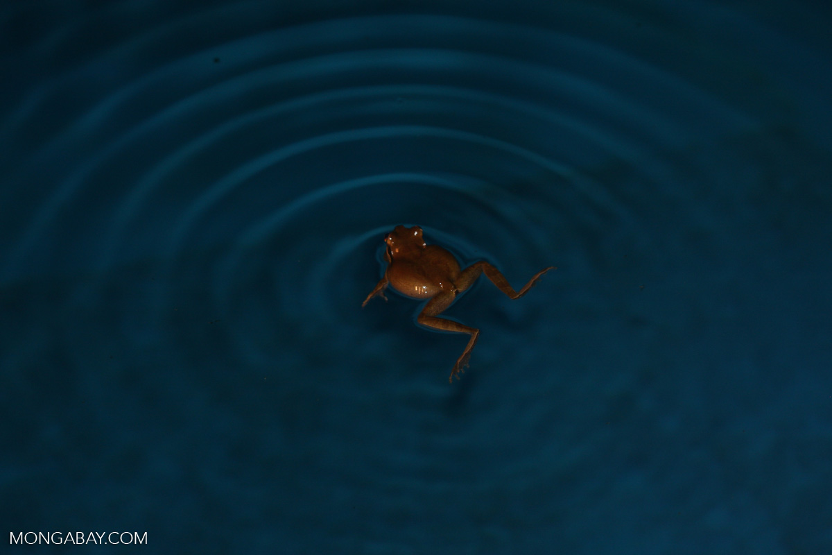 Masked frog (Smilisca phaeota) that has inhaled air in order to float ...