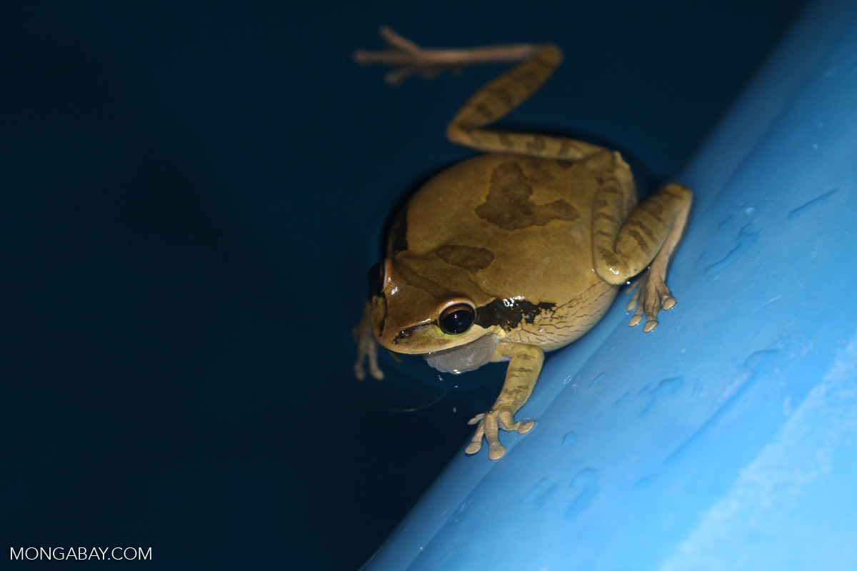 Masked frog (Smilisca phaeota) that has inhaled air in order to float ...