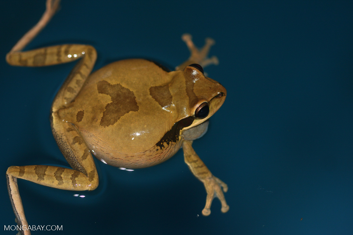 Inflated Masked frog (Smilisca phaeota) frog