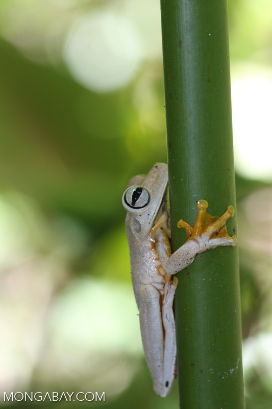 Gladiator Tree Frog (Hyla rosenbergi) [costa-rica-d_0479]