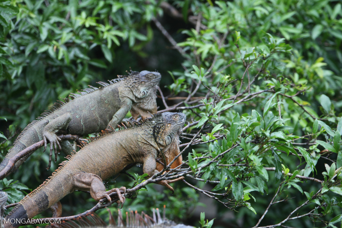 Green iguanas in a tree