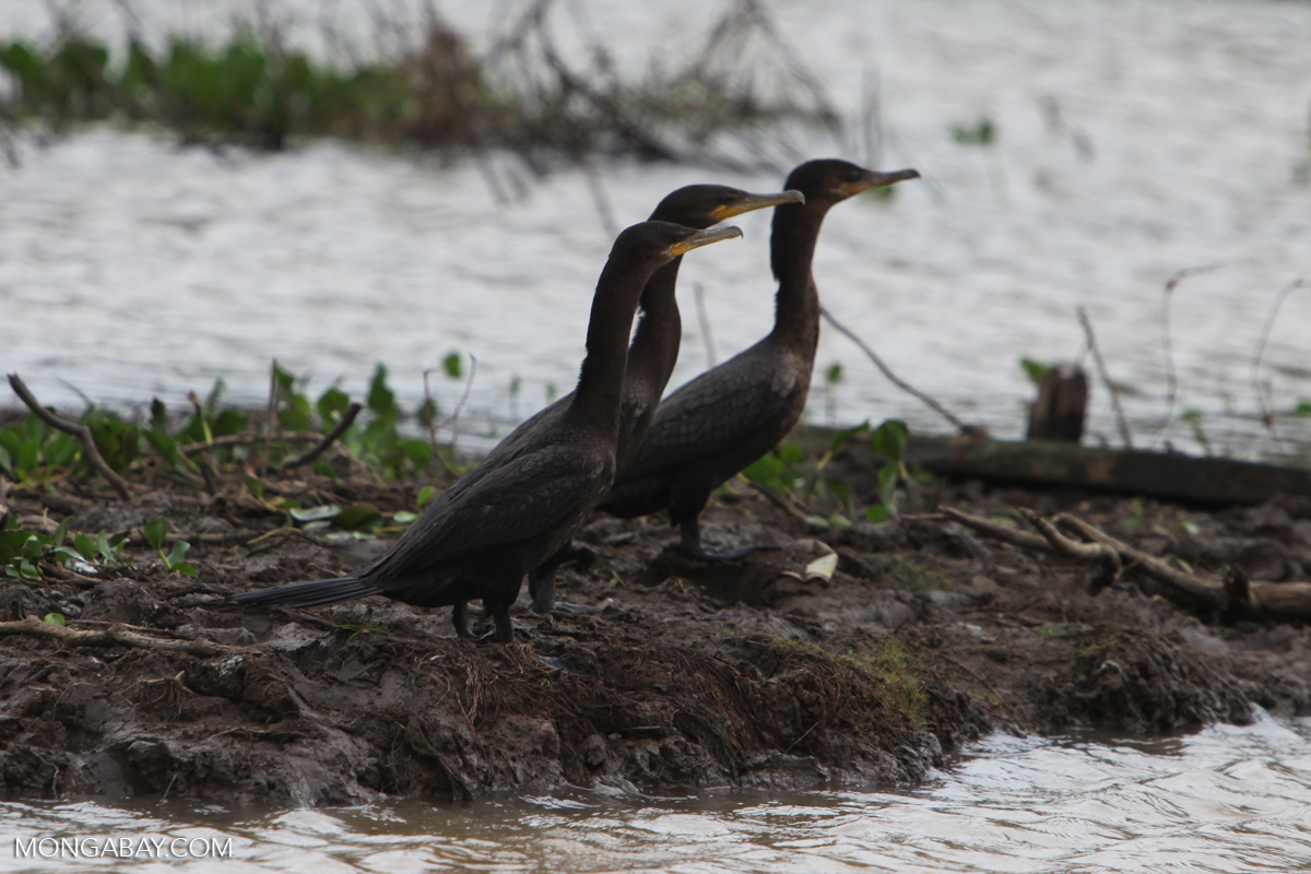 Neotropical cormorants in a line [costa-rica_0041]