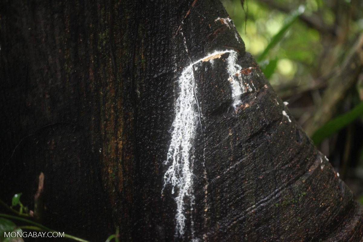 White latex running from a rubber tree [costa-rica_0453]
