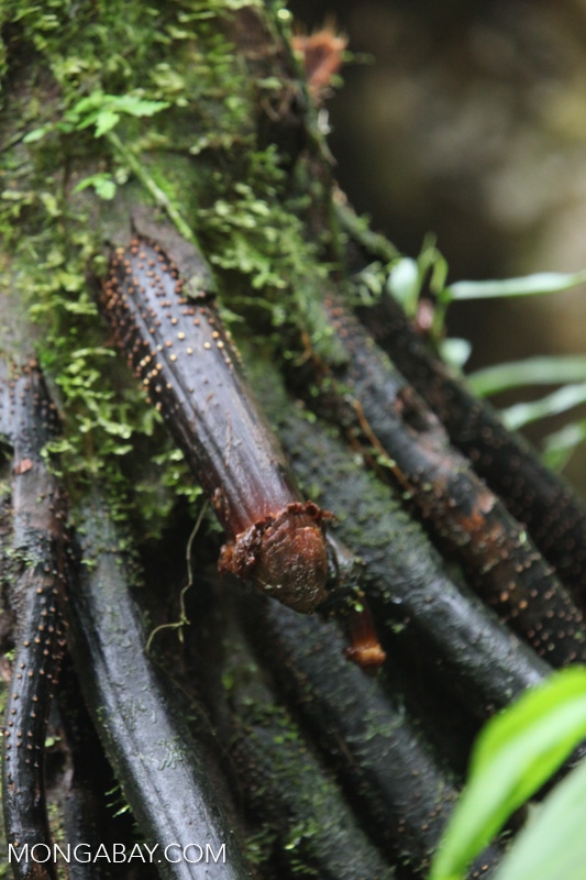 Phallic palm root