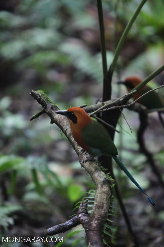 Pair of Rufous Motmot following a column of army ants in order to catch ...