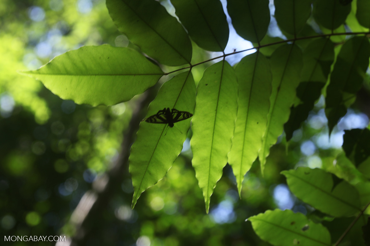 Moth on the underside of a leaf caught by the sun [costa-rica_0965]