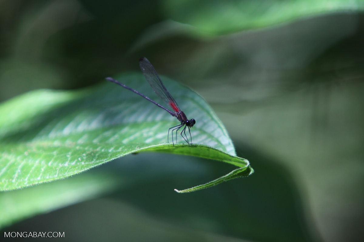 Red and purple dragonfly