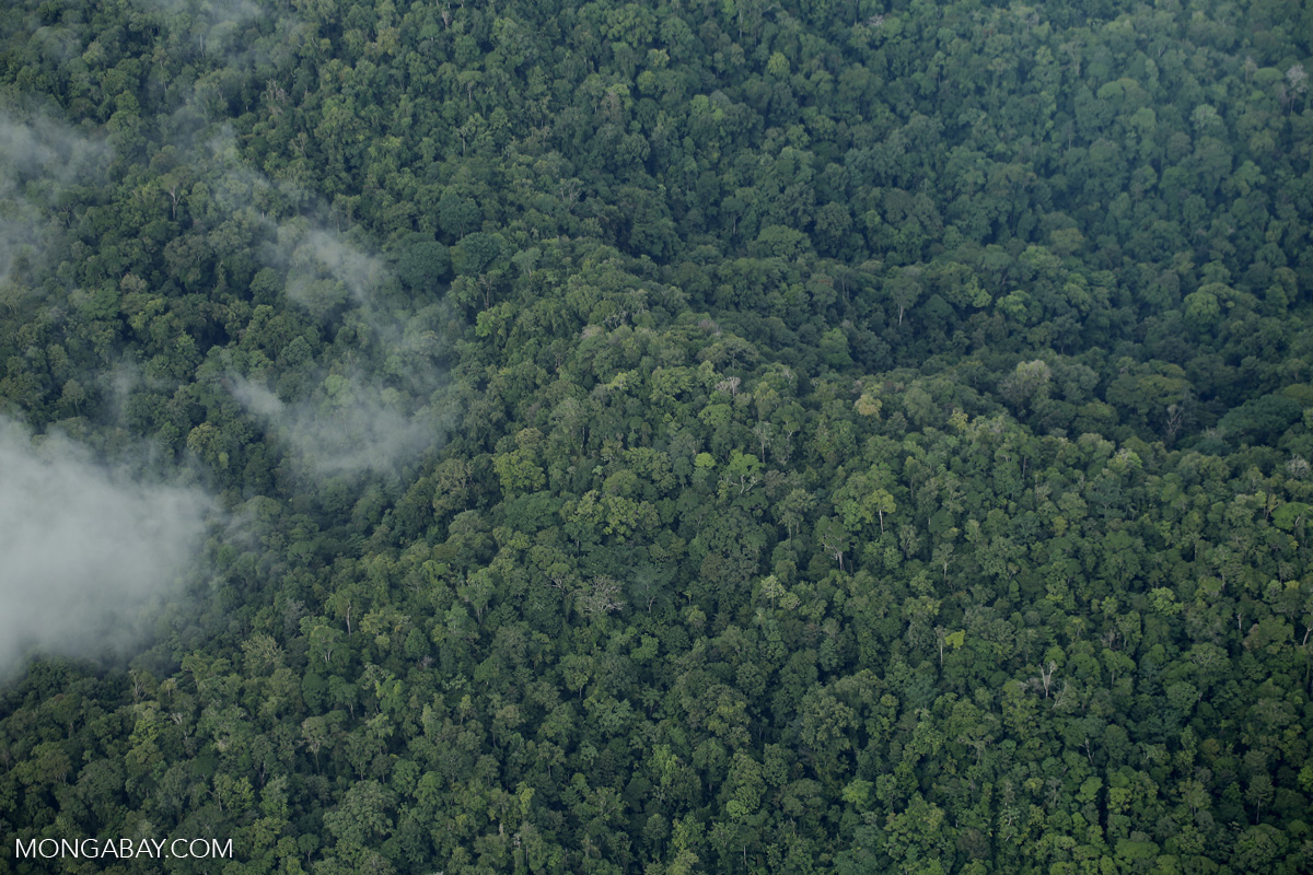 Overhead view of rainforest in Costa Rica [costa_rica_aerial_0350]