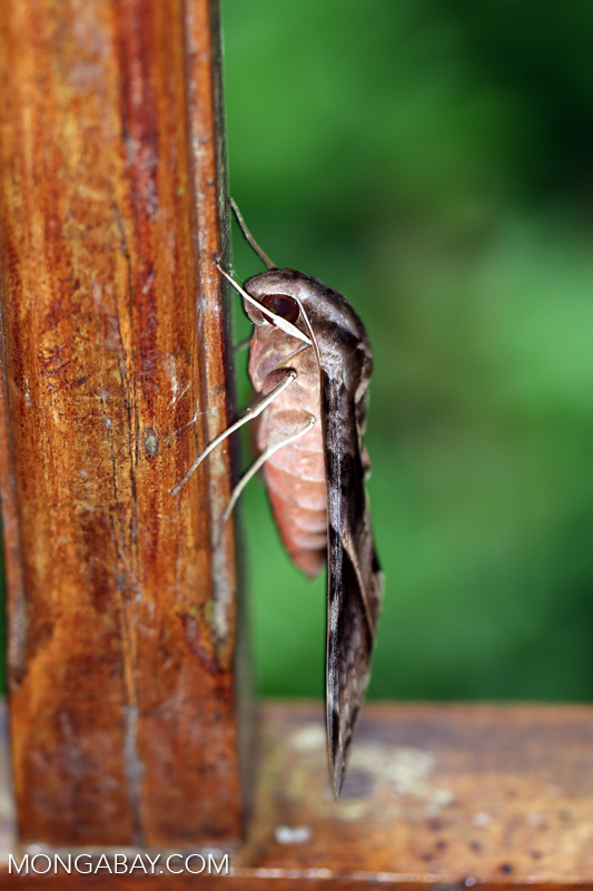 Moth [costa_rica_la_selva_0281]