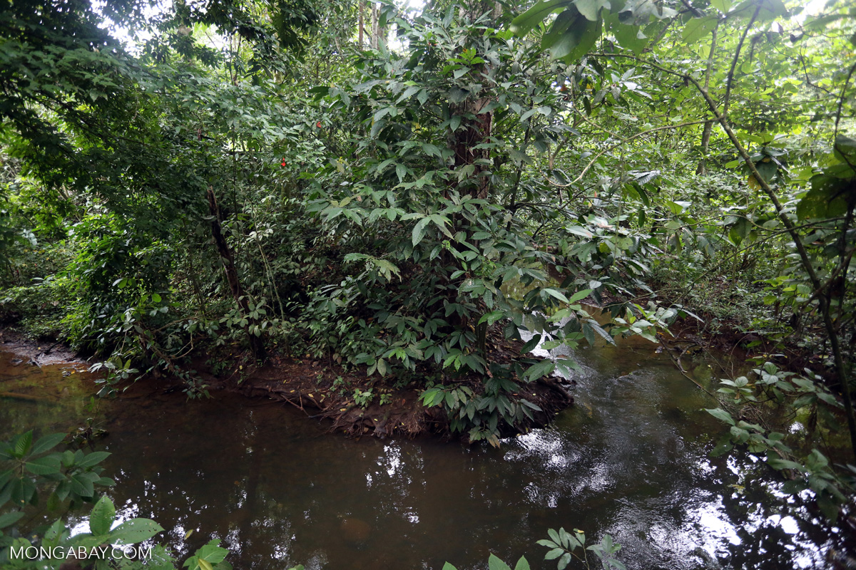 Rainforest creek [costa_rica_la_selva_0712]