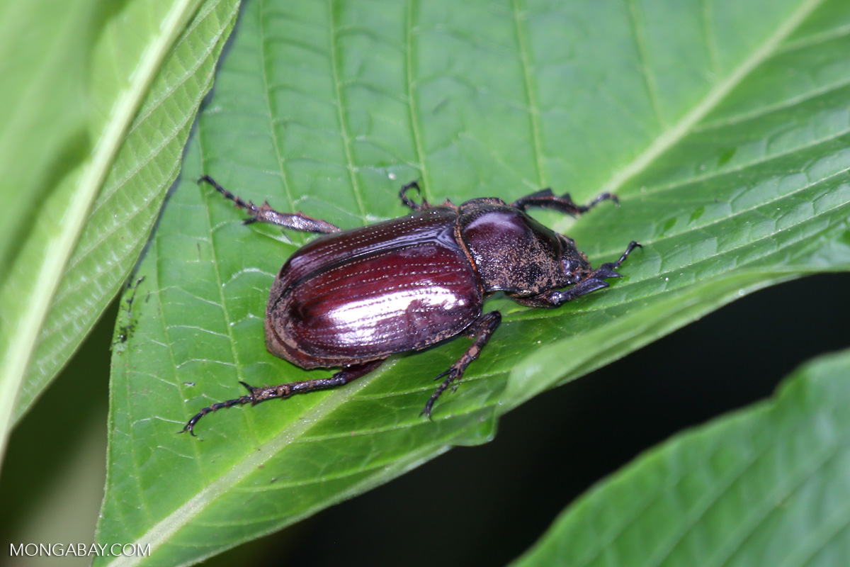 Beetle [costa_rica_la_selva_0715]