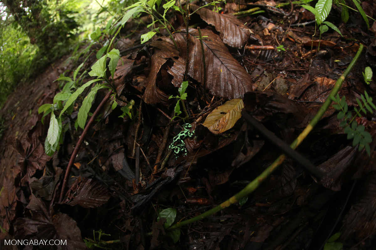 Auratus dart frogs fighting