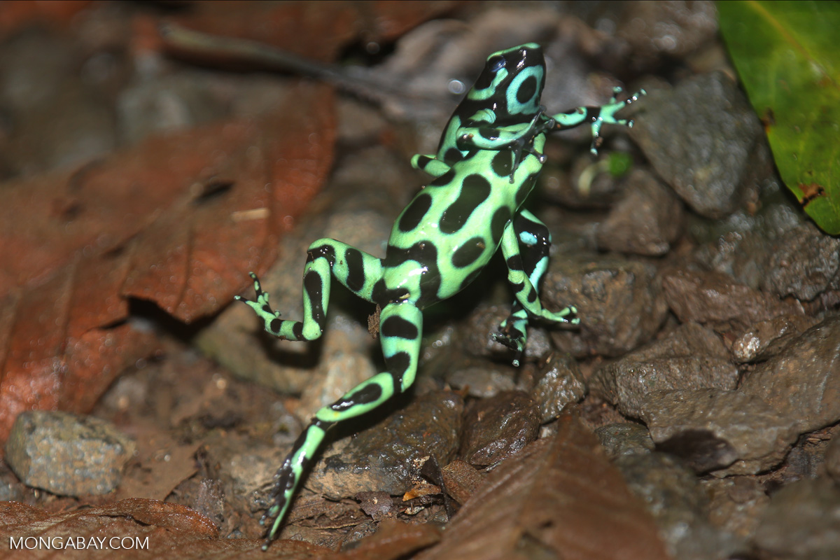 Green-and-black poison dart frogs fighting [costa_rica_la_selva_0979]