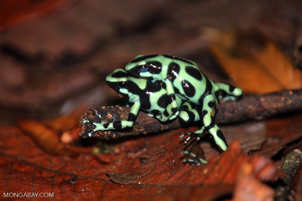 Green-and-black poison dart frogs fighting [costa_rica_la_selva_0996]