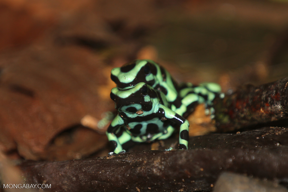 Green-and-black poison dart frogs fighting [costa_rica_la_selva_1012]