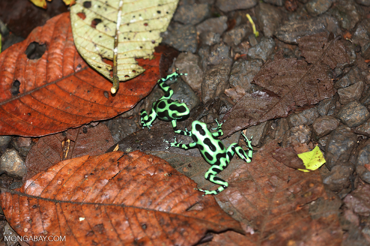Green-and-black poison dart frogs fighting [costa_rica_la_selva_1090]