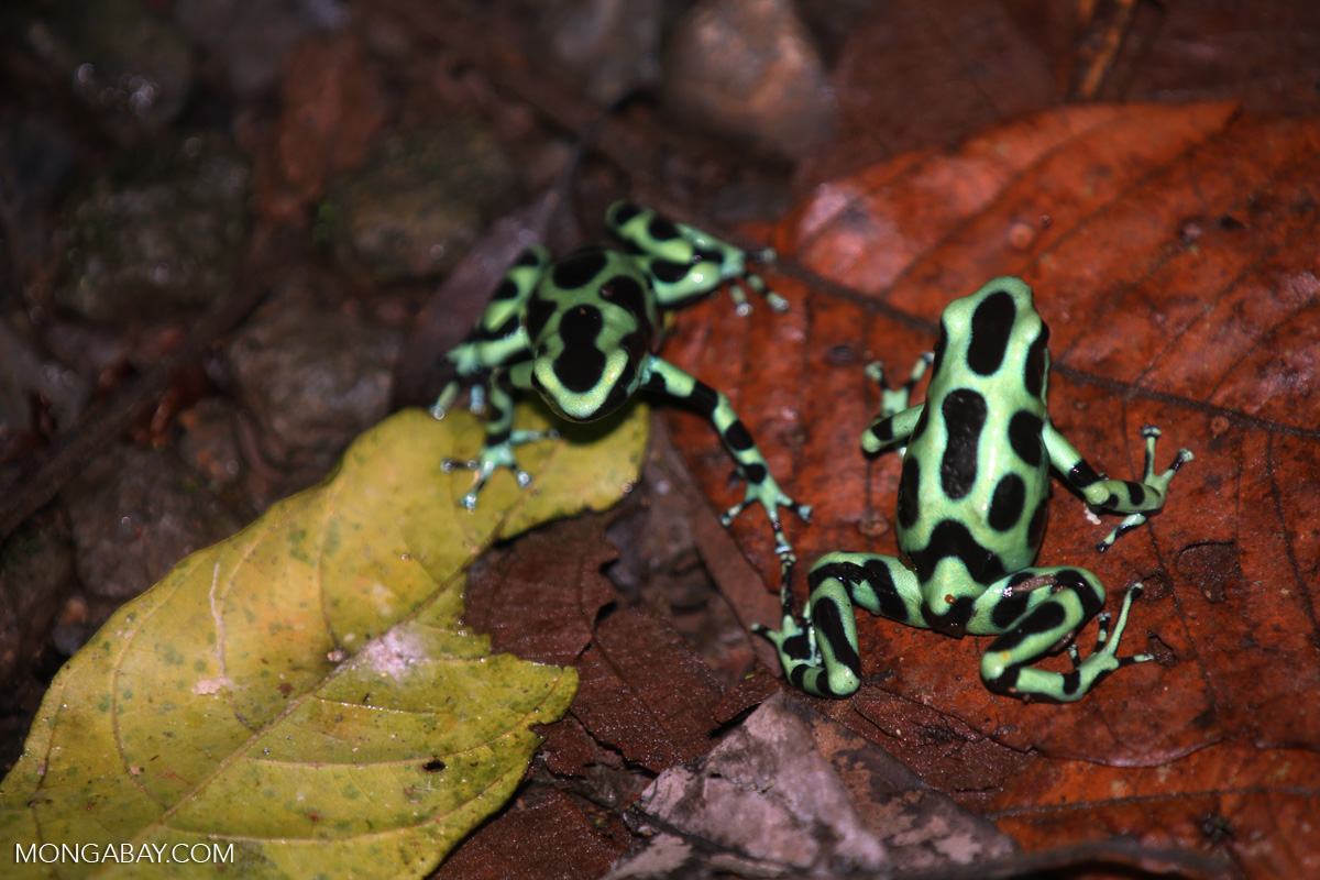 Green-and-black poison dart frogs fighting [costa_rica_la_selva_1127]