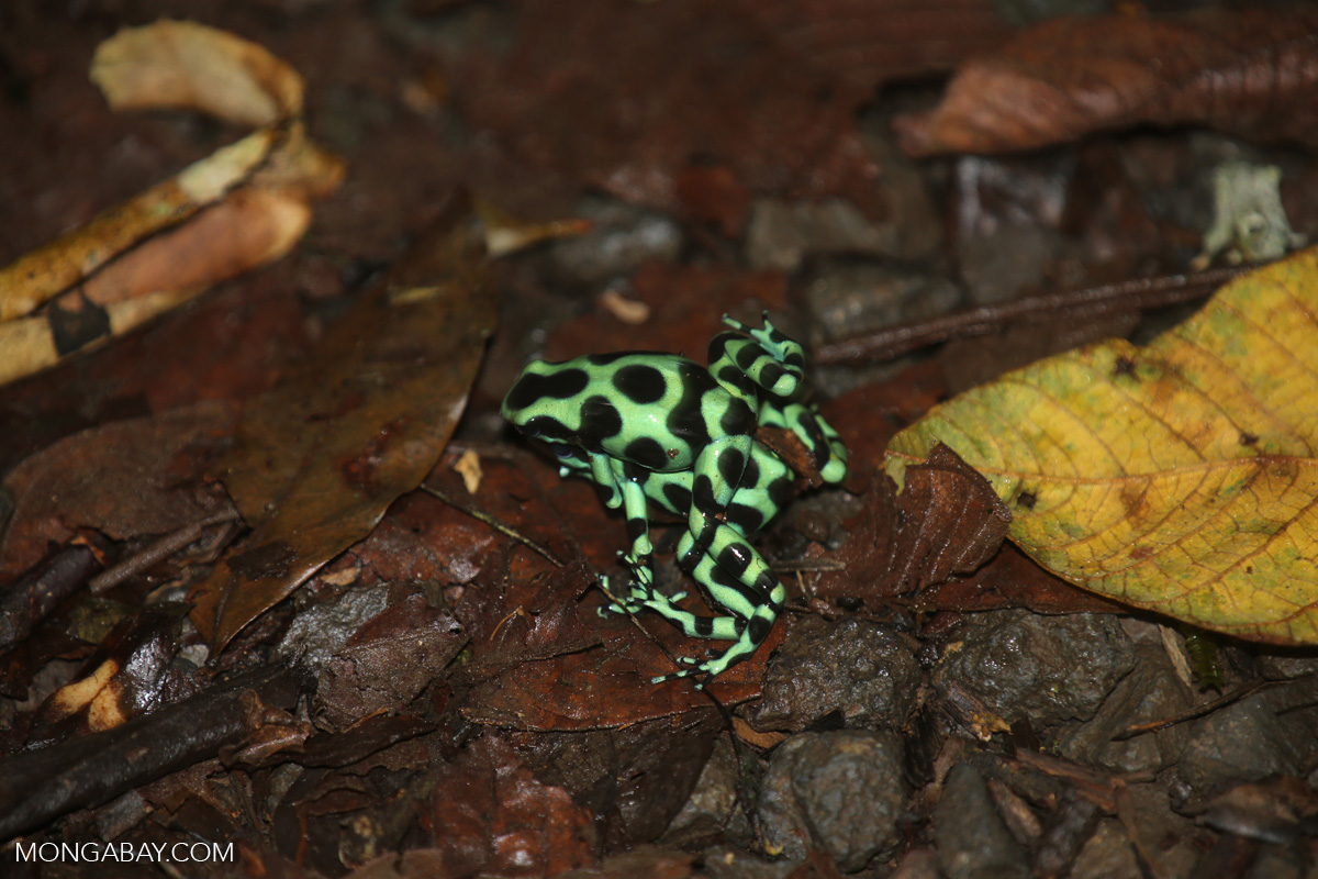 Green-and-black poison dart frogs fighting [costa_rica_la_selva_1152]
