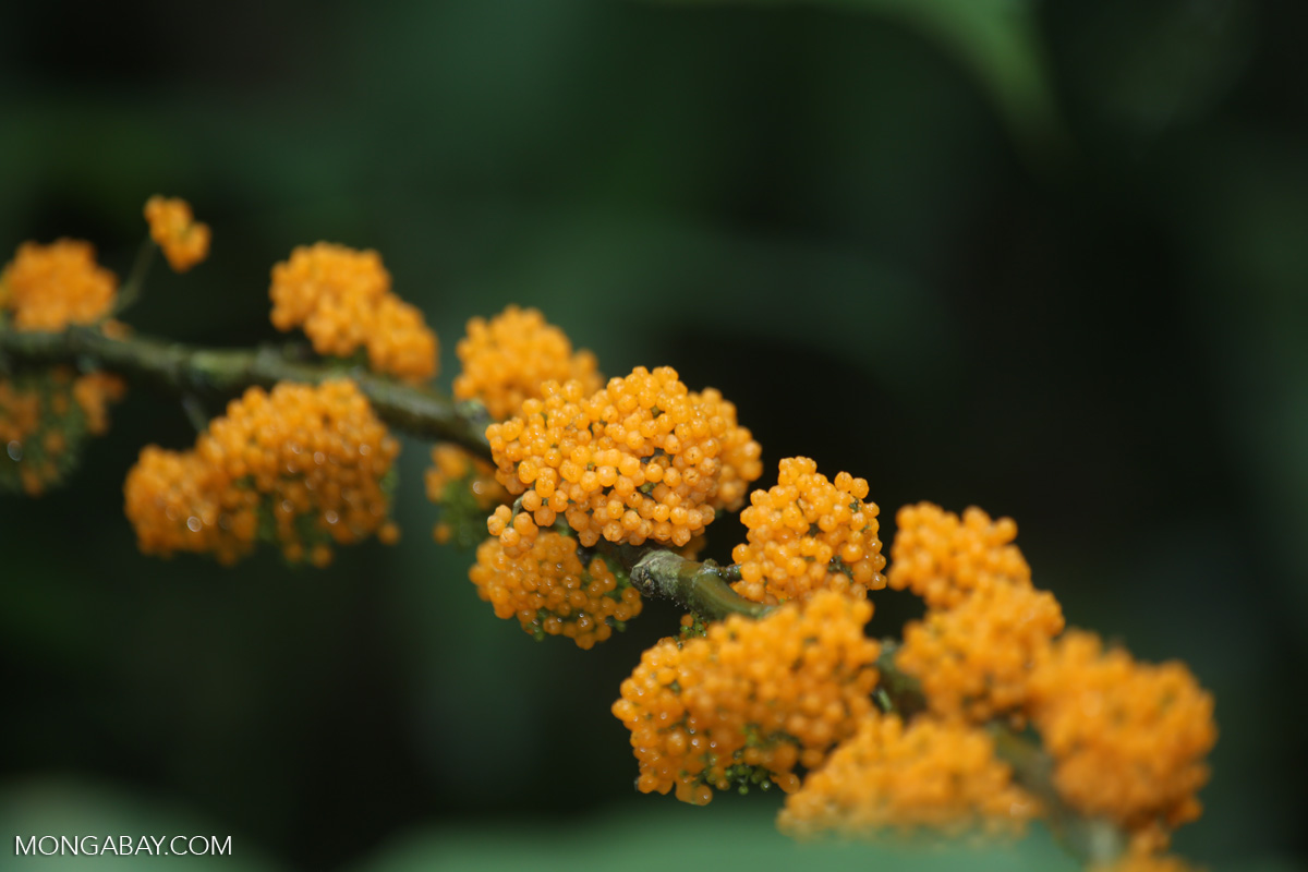 Orange berries [costa_rica_la_selva_1188]