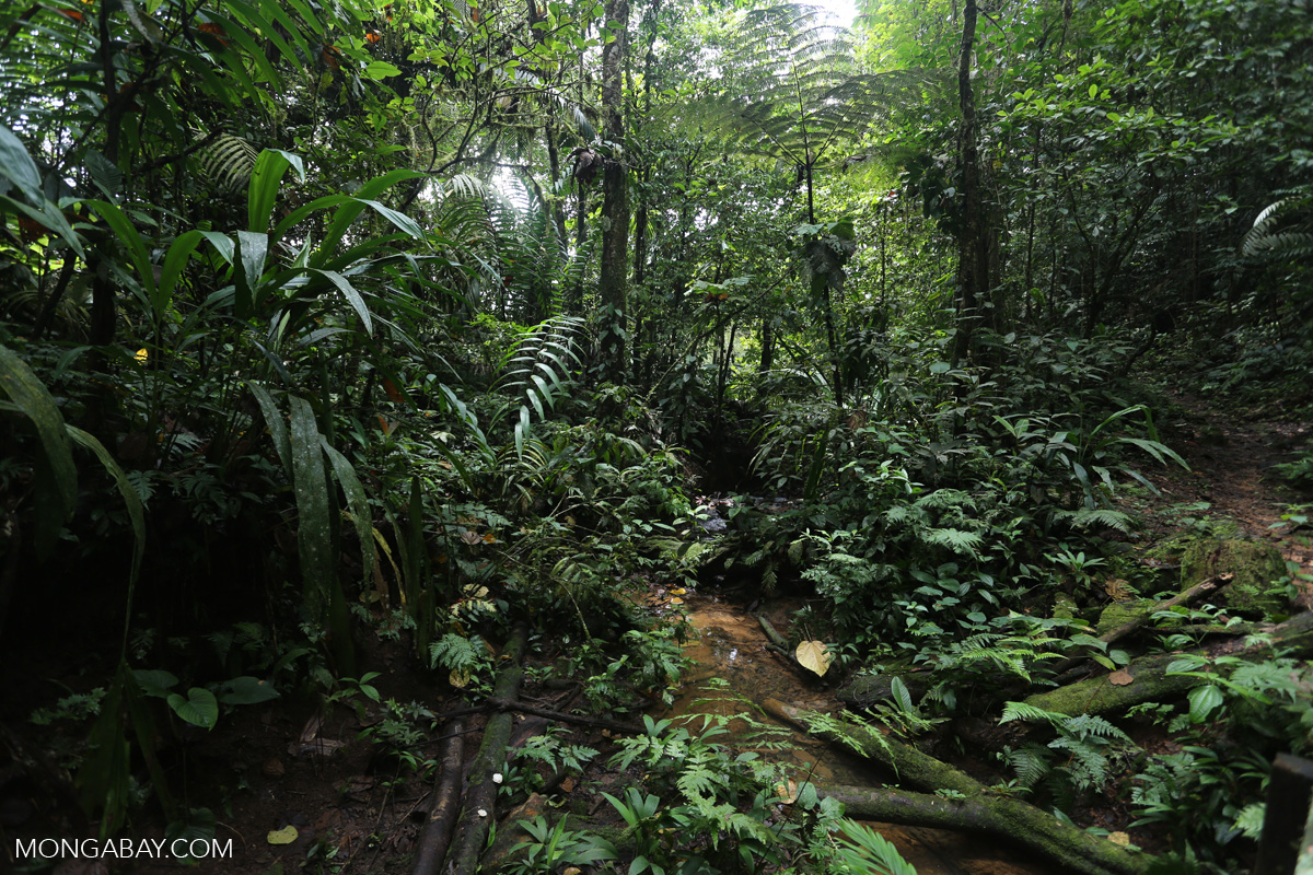 Rainforest creeks