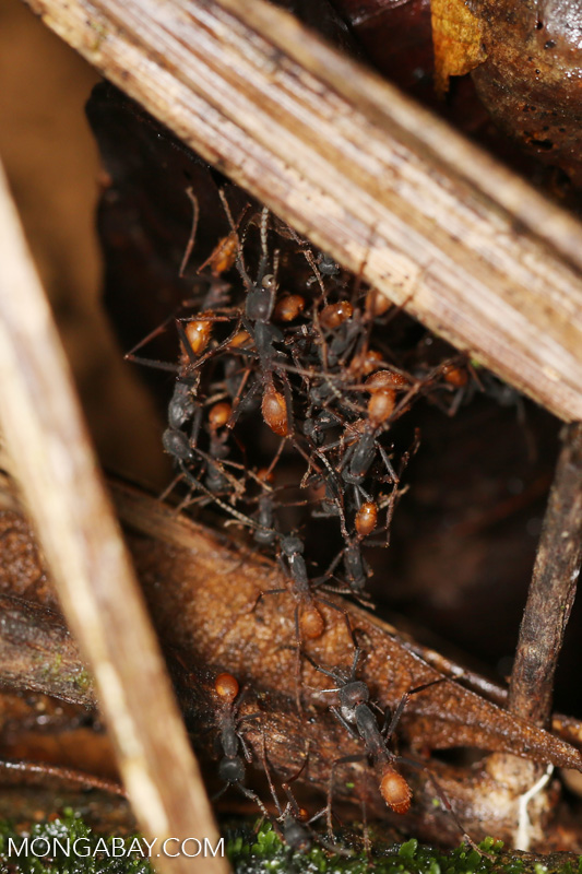 Army ants building a bridge [costa_rica_la_selva_1325]