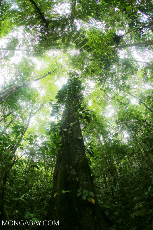 Central American rainforest [costa_rica_la_selva_1339]