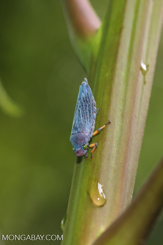 Blue leafhopper [costa_rica_la_selva_1425]
