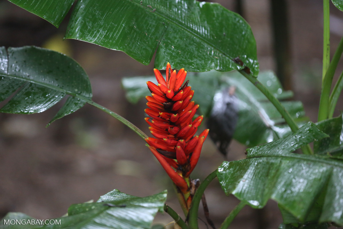 Ginger flower [costa_rica_la_selva_1685]
