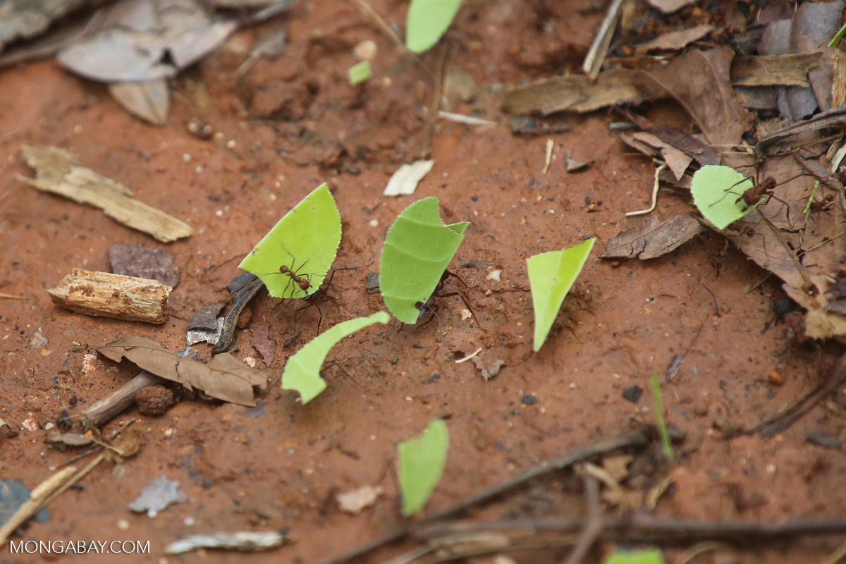 Leaf-cutter ants [costa_rica_osa_0133]
