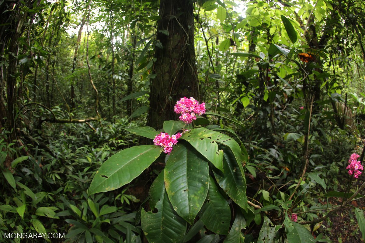 Pink flowers [costa_rica_osa_0174]