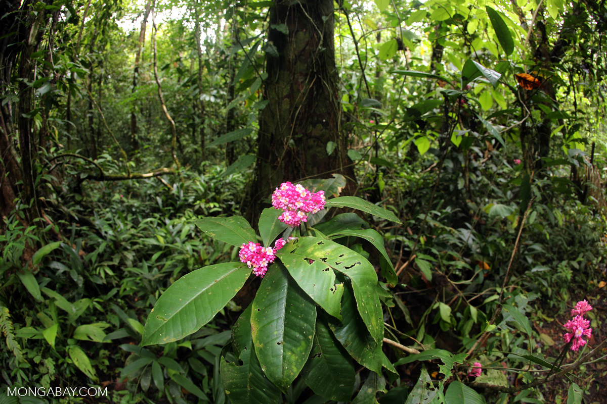 Pink flowers [costa_rica_osa_0176]