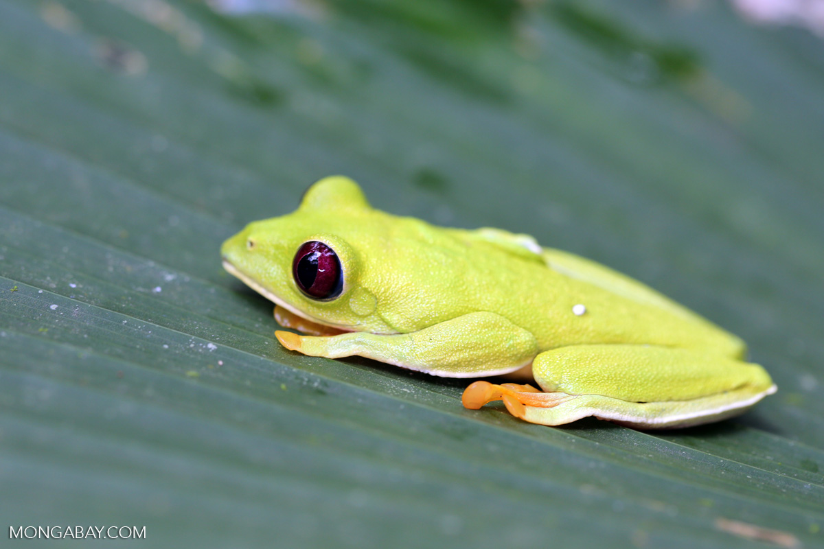 Gliding tree frog (Agalychnis spurrelli) [costa_rica_osa_0709]