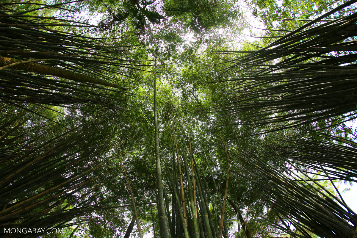 Giant bamboo [costa_rica_osa_0766]