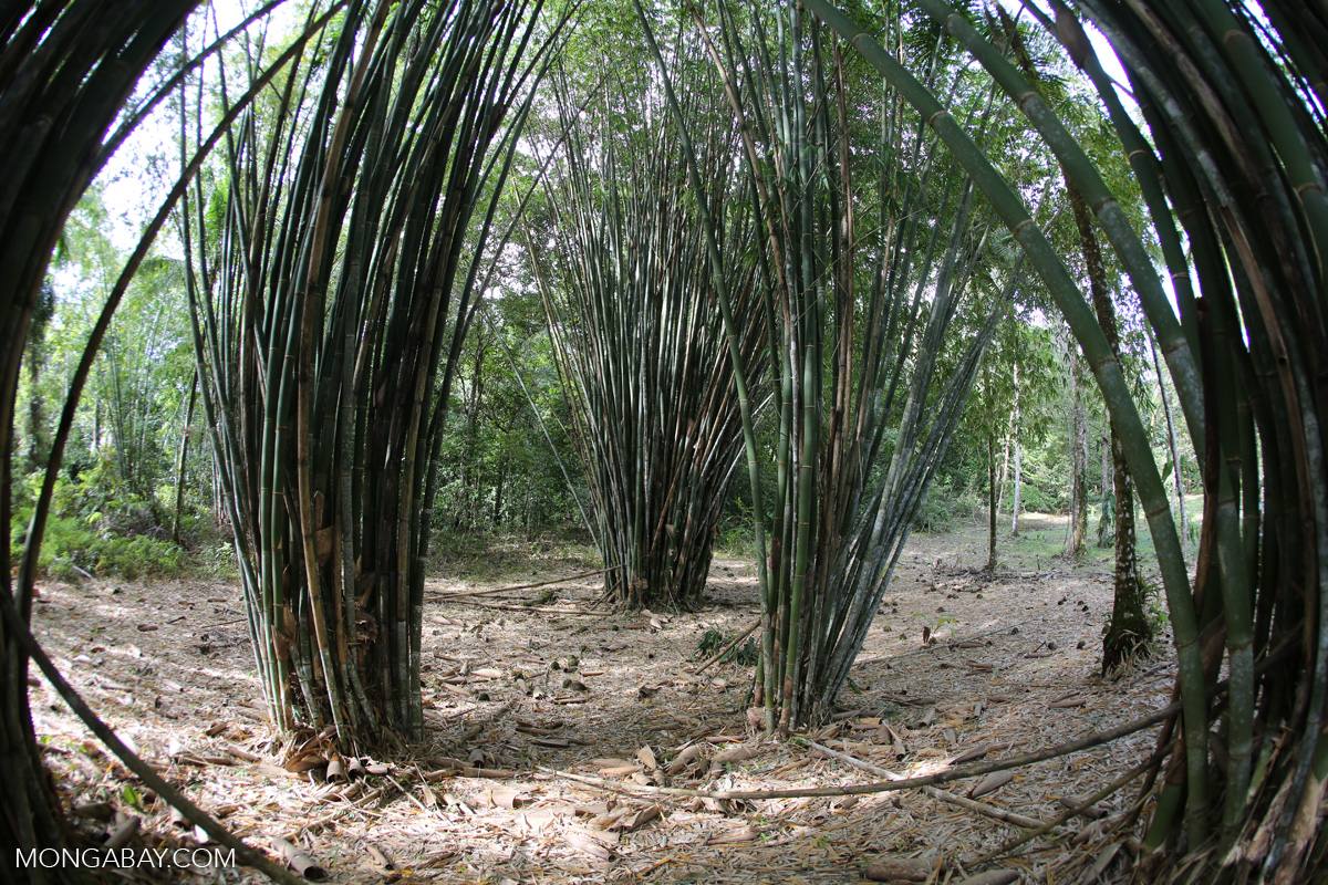 Giant bamboo [costa_rica_osa_0769]