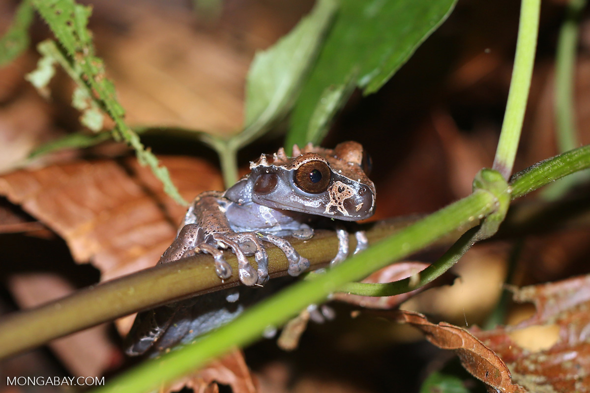 Crowned tree frog (Anotheca spinosa) [costa_rica_siquirres_0183]