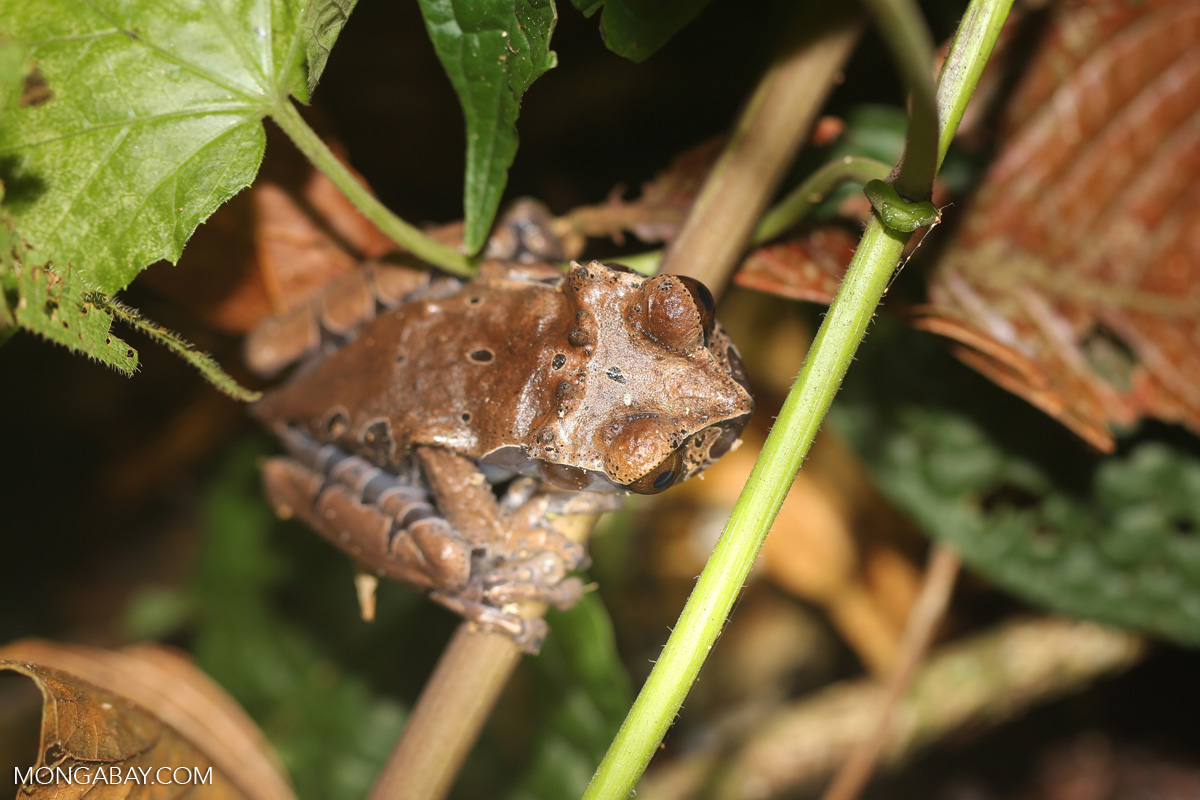 Spiny-headed tree frog (Anotheca spinosa) [costa_rica_siquirres_0194]