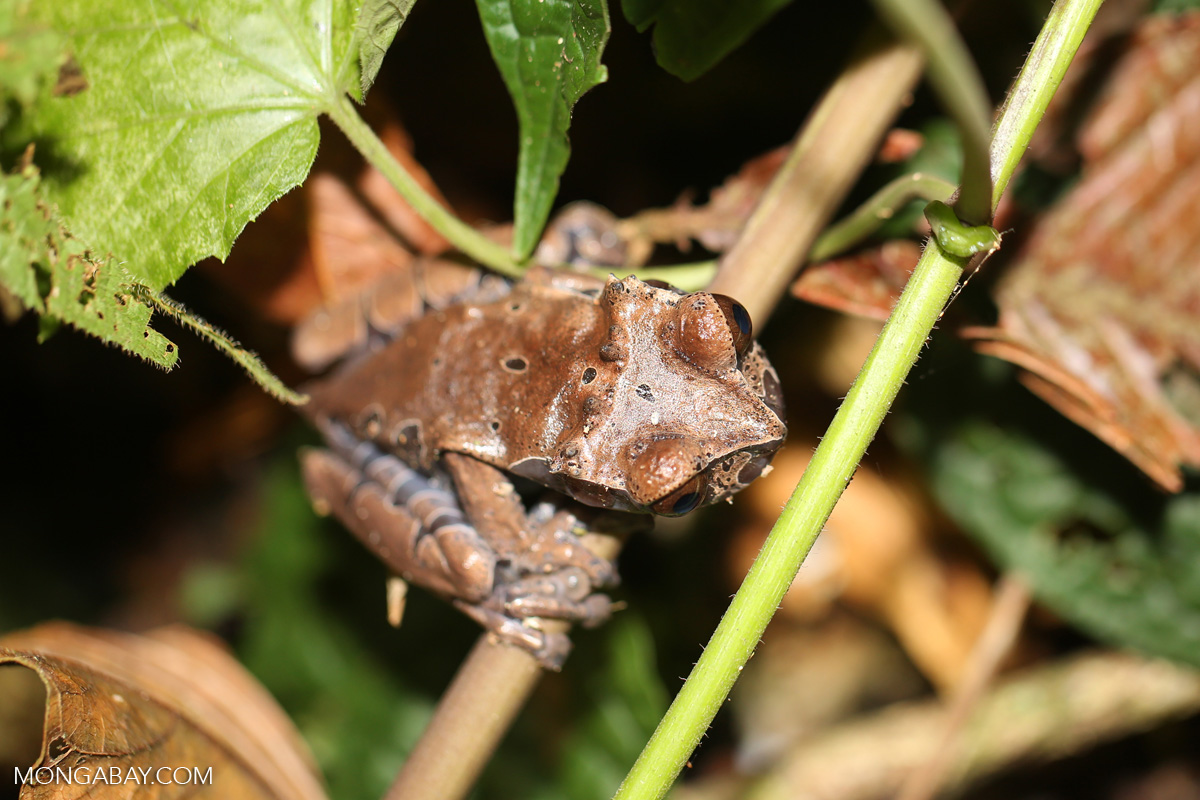 Spiny-headed tree frog (Anotheca spinosa) [costa_rica_siquirres_0196]