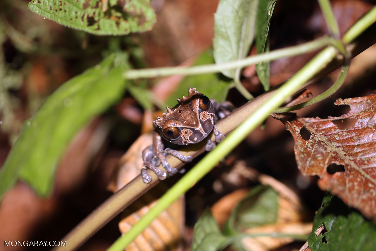 Crowned tree frog (Anotheca spinosa) [costa_rica_siquirres_0200]