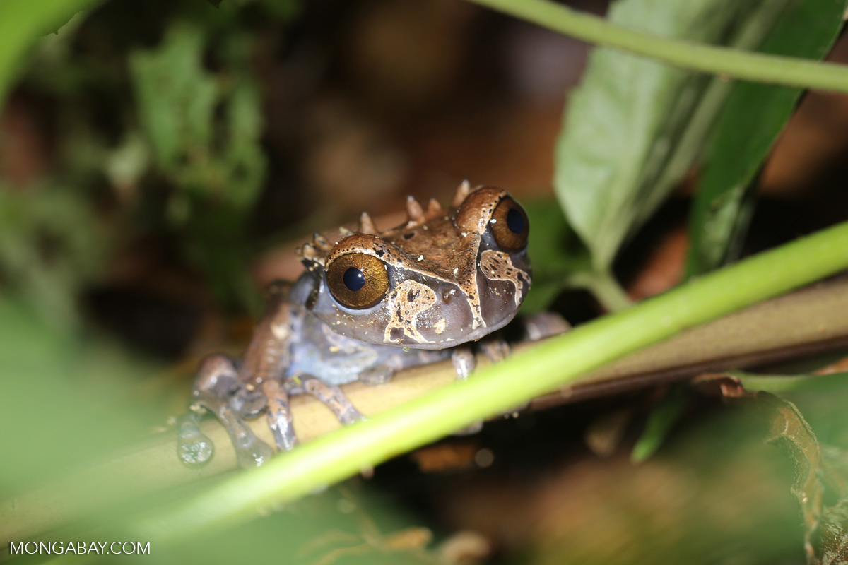 Spiny-headed tree frog (Anotheca spinosa) [costa_rica_siquirres_0203]