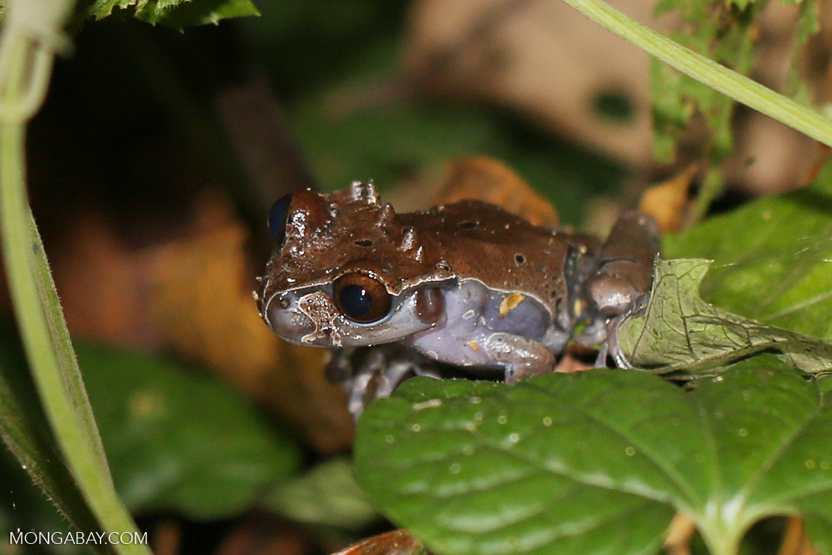 Spiny-headed tree frog (Anotheca spinosa) [costa_rica_siquirres_0208]