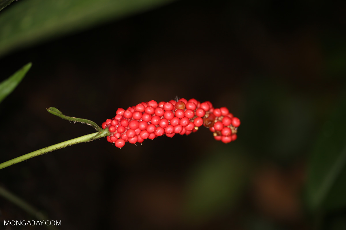 Red berries [costa_rica_siquirres_0381]
