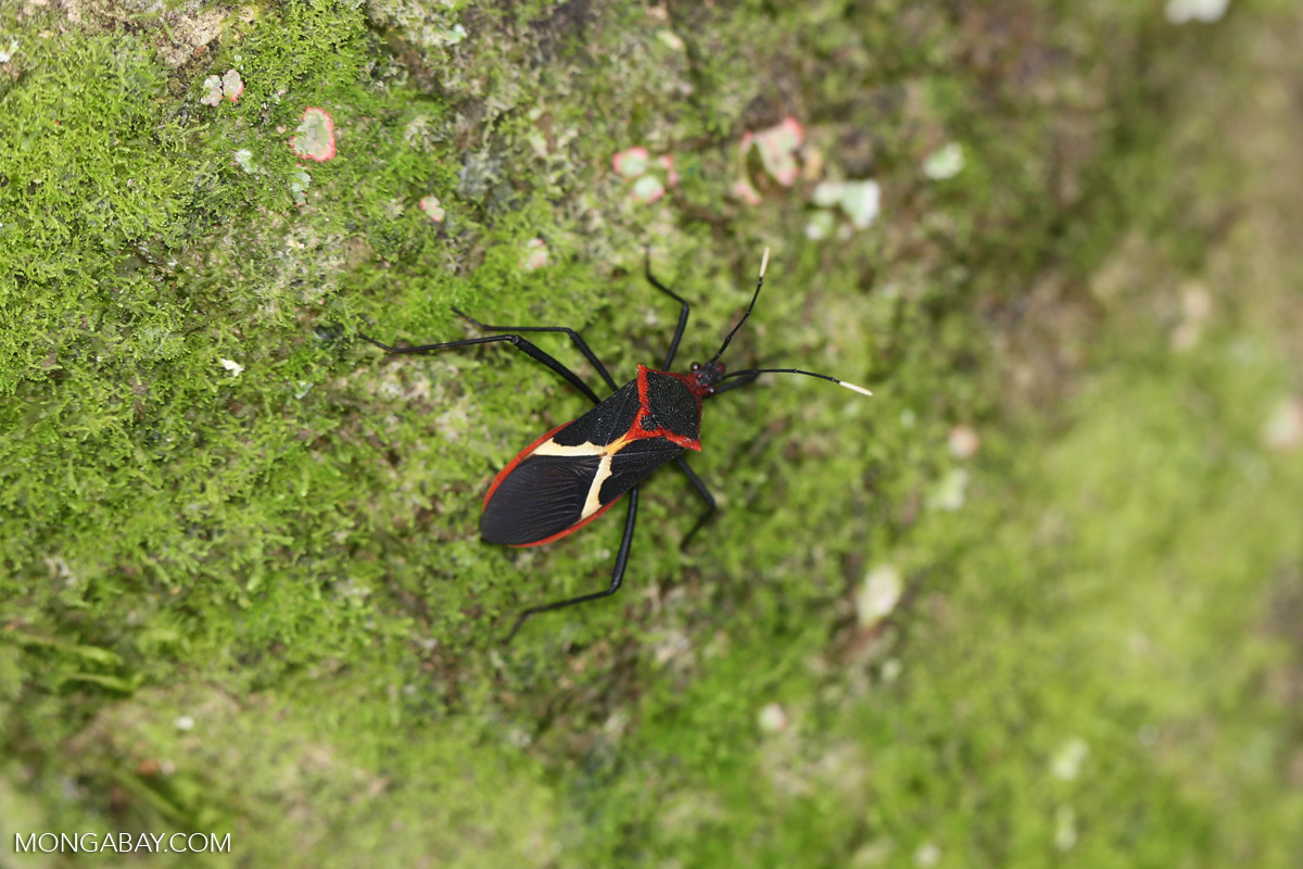 Bug [costa_rica_siquirres_0773]