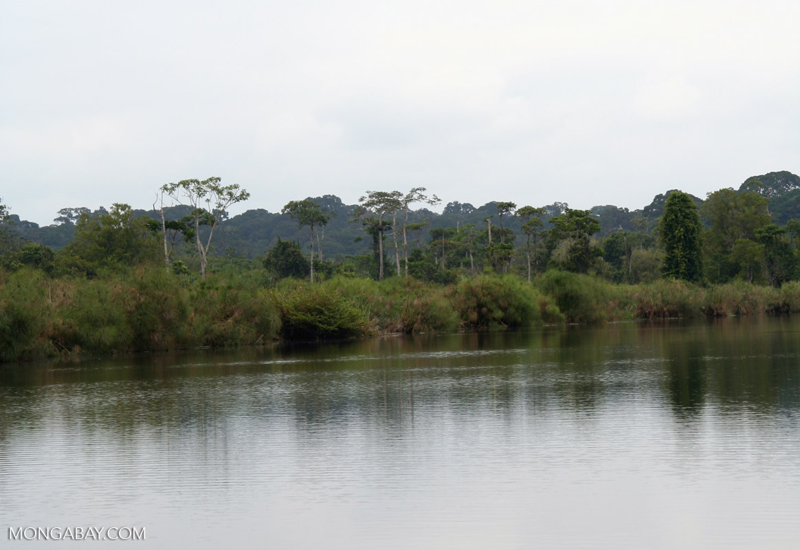 Gabon Rainforest