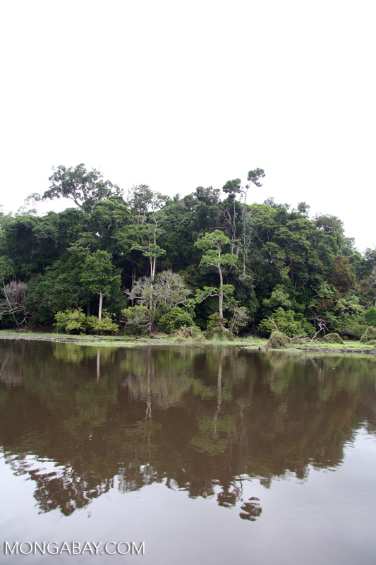 Gabon Rainforest
